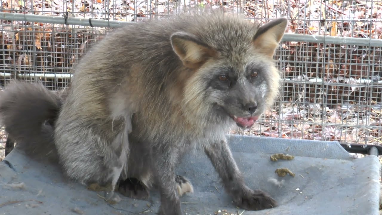 Save A Fox Rescue - What it is and why you should care - YouTube