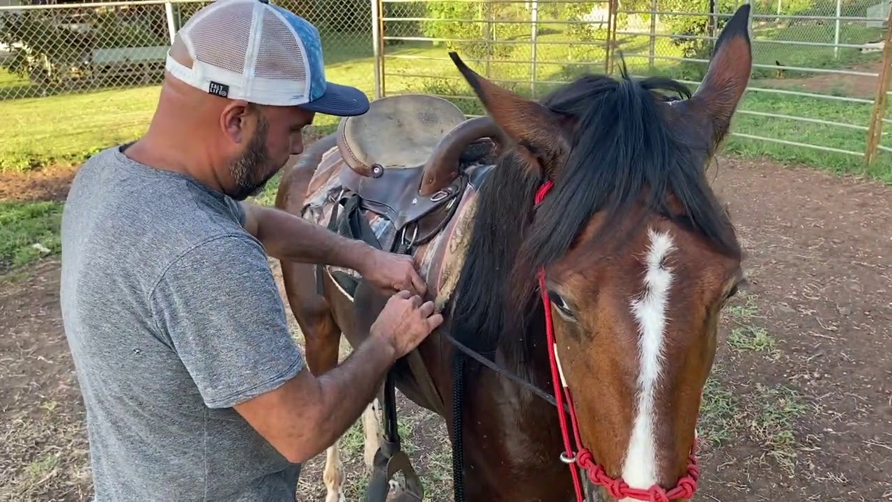 Cómo arreglamos al caballo destapado de cabeza? #elcaballoyelcaballista ...
