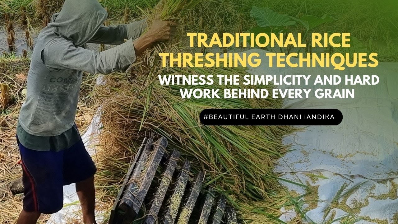 Traditional Rice Threshing Techniques – Witness the Simplicity and Hard ...