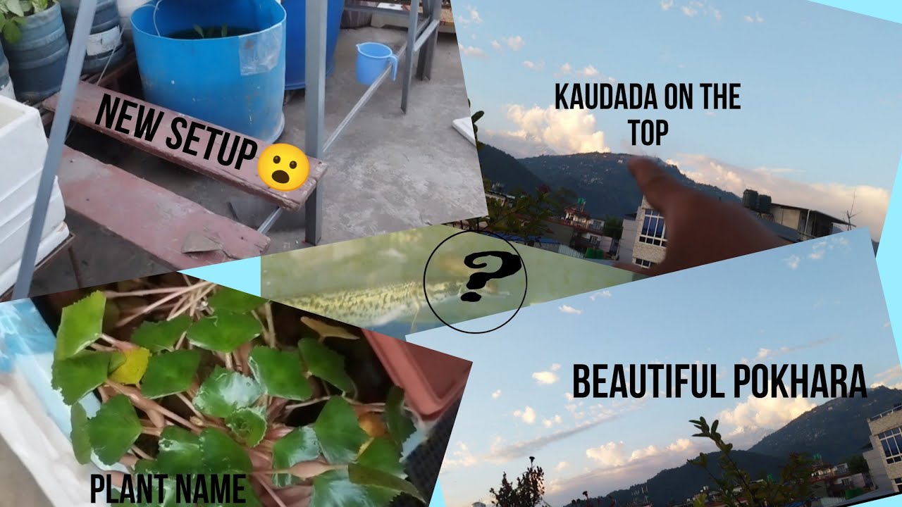 New Snake head fish😮|setup change🆕|new setup|flower arrangement|🌺🌹🐟🐠 ...