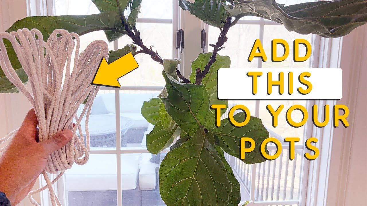 This trick will help your house plants THRIVE - YouTube