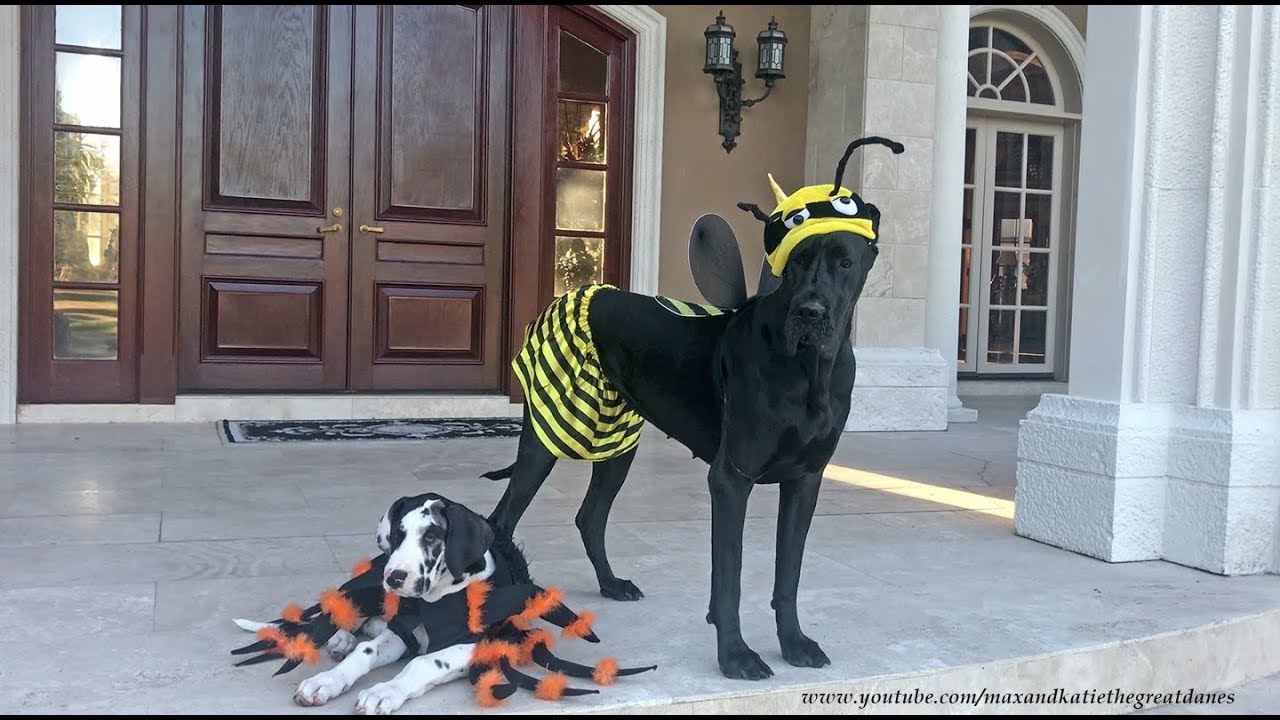 Great Dane and Puppy Enjoy Their First Halloween Costumes - YouTube