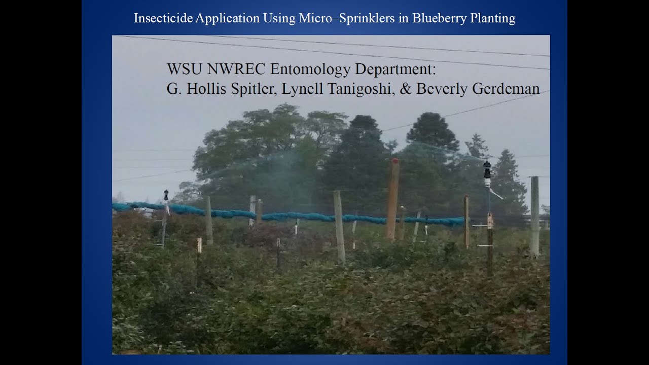 Microsprinkler Potential for Control of SWD in Blueberry Hollis Spitler ...