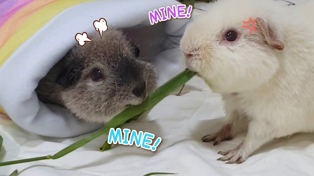 Guinea pigs squabble over the food - hughug a guinea pig - YouTube