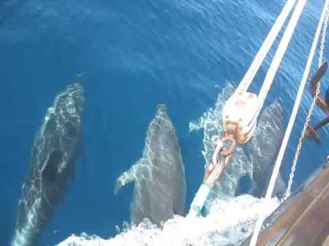 Delfines nadando junto al barco en Tenerife - YouTube