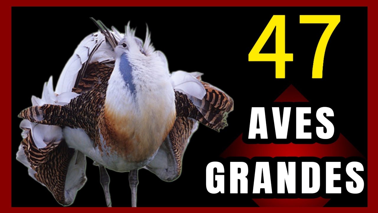 47 AVES DE PORTE GRANDE QUE VÃO TE SURPREENDER| MUNDO DAS AVES. - YouTube