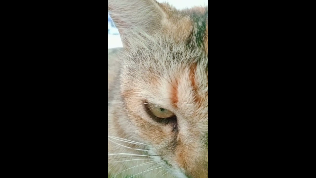 mata sinis si Chiki. gemes bikin greget.. kucing lucu - YouTube