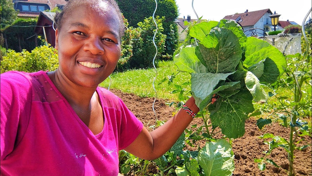 First Harvest This Year Sukuma Wiki || My Family Visted German ...