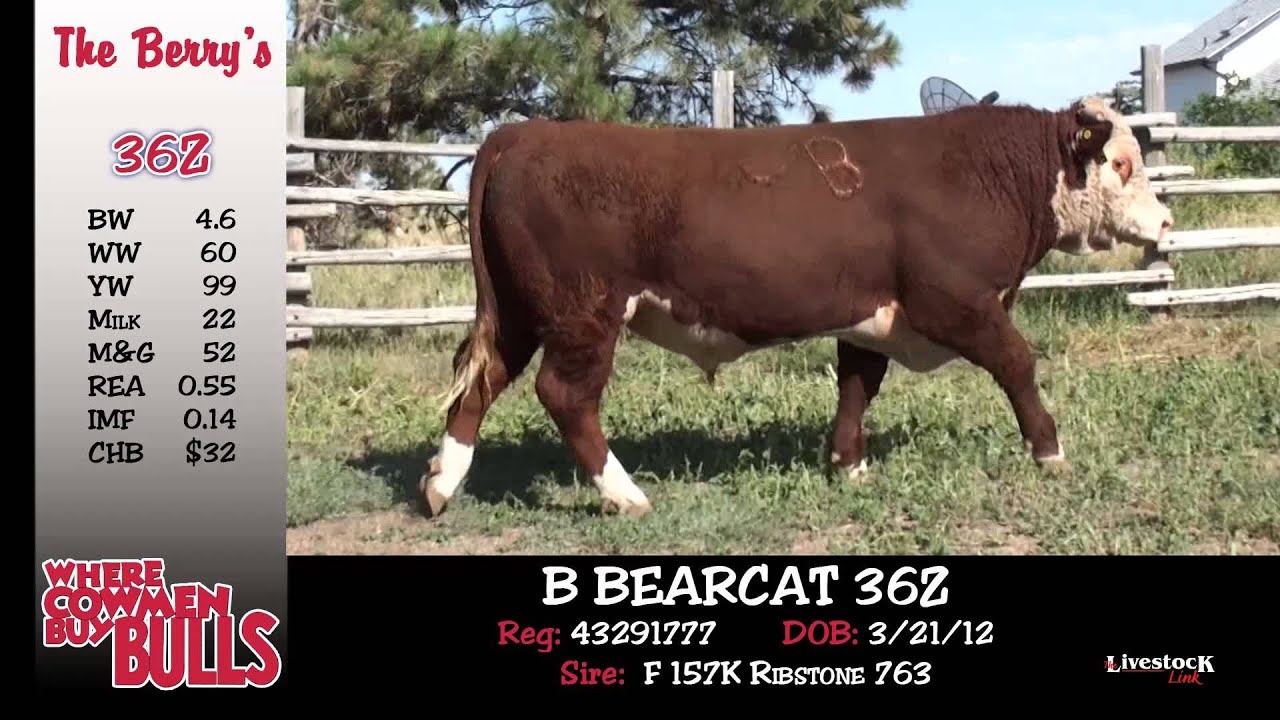 Lot 36 - YouTube
