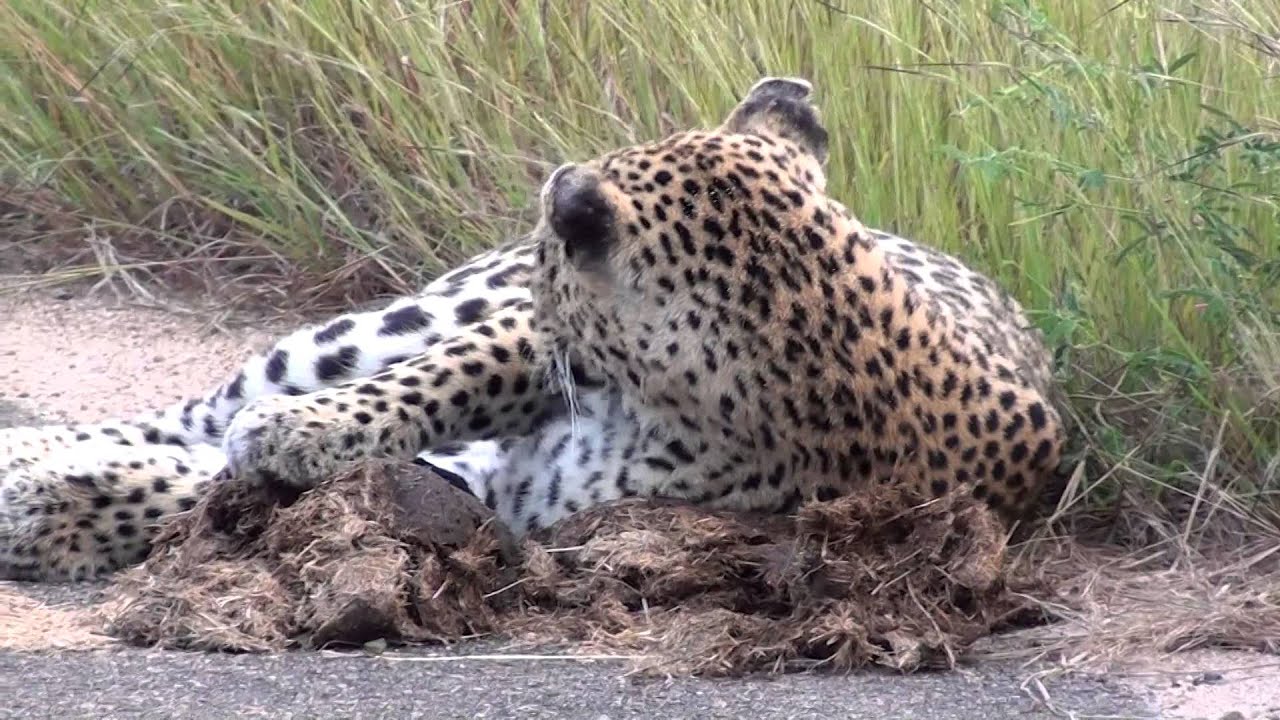 Stunning Leopard marking her territory - YouTube