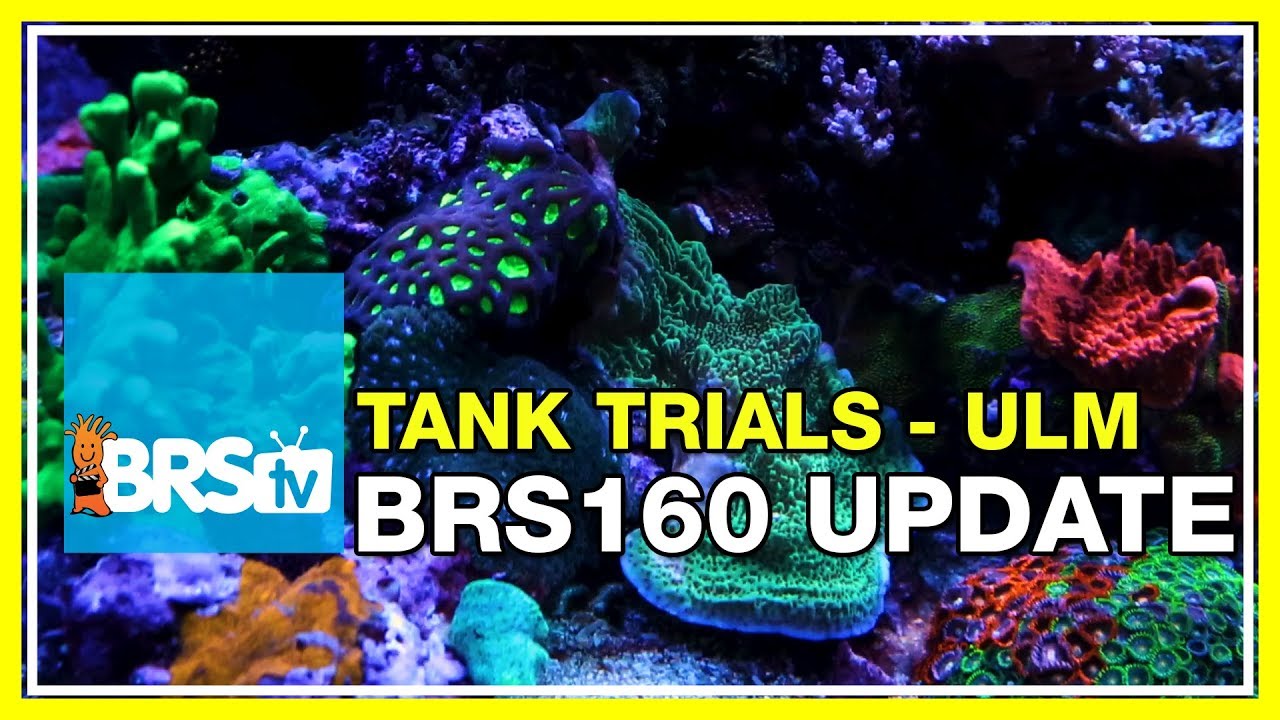 ULM Tank Trials Ep-9: BRS160 / Triton as an Ultra Low Maintenance Tank ...