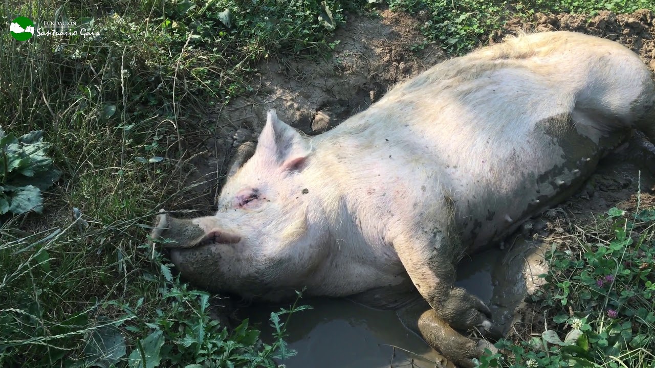 Magdalena | Cerda rescatada se refresca del calor - YouTube