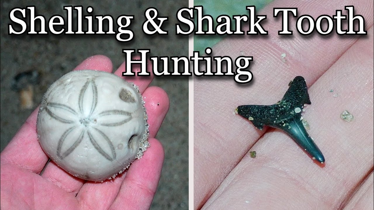 Shelling at Holden Beach, NC - YouTube