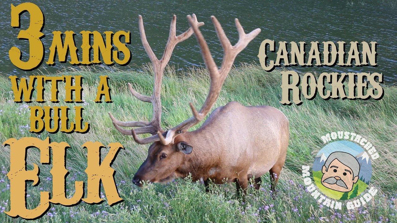 3-minutes with a 7-point bull elk in Jasper | Alberta Canadian Rockies ...