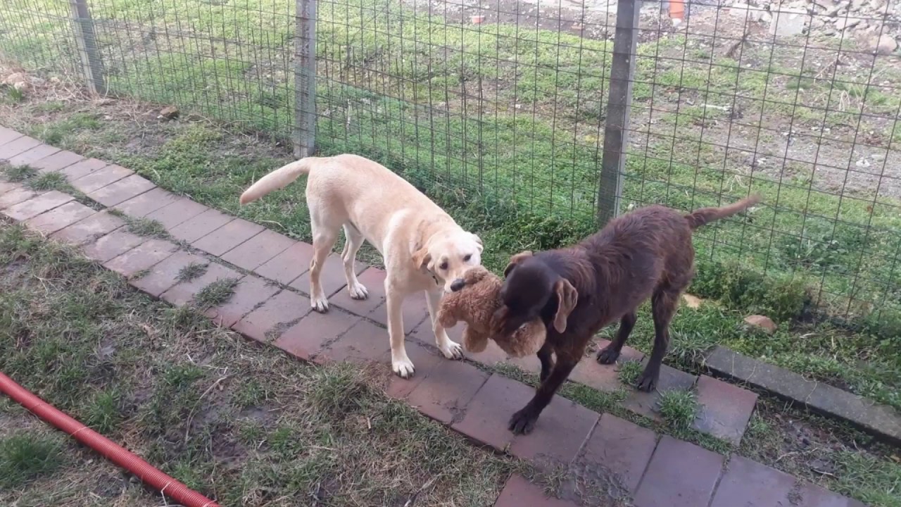 Zen the FUNNY Labrador - YouTube