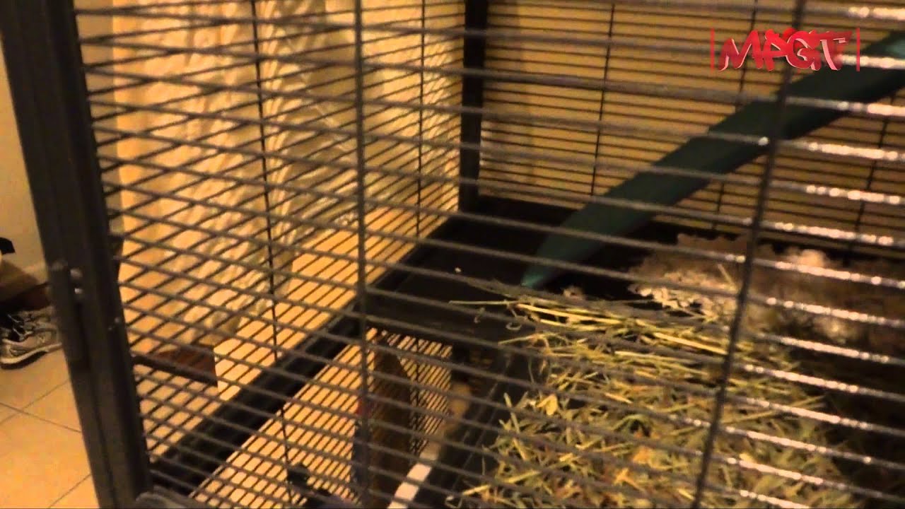 Pikachu and Raichu the Chinchilla's (Southern & Northern Peru/Chile ...