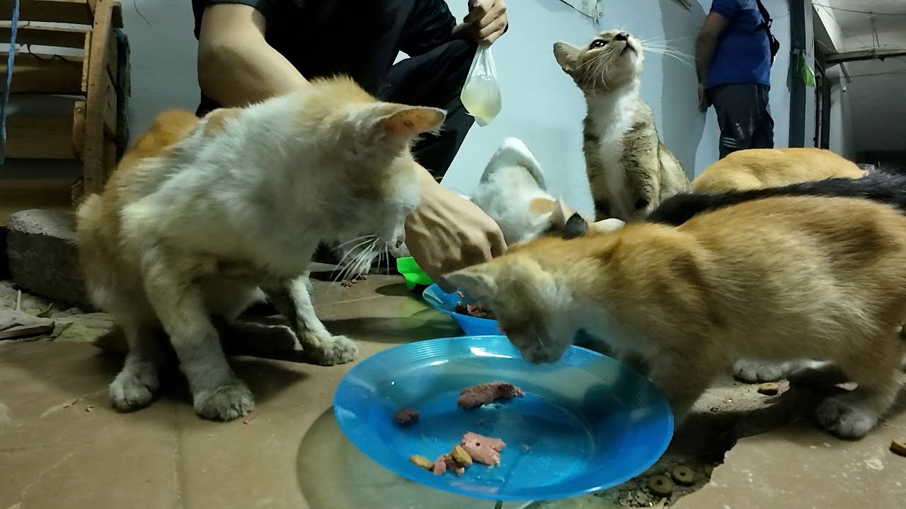 Happy stray cats feeding 76 - YouTube