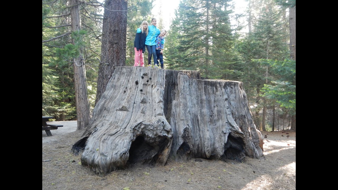 Sequoya National Park, California: Among the biggest trees on Earth ...
