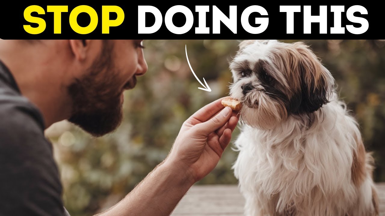 Scientists Confirmed 25 Things People do that Dogs Hate and Wish You'd ...