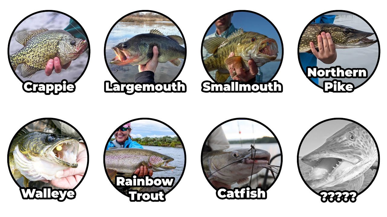 Every Fresh Water Fish Explained - YouTube