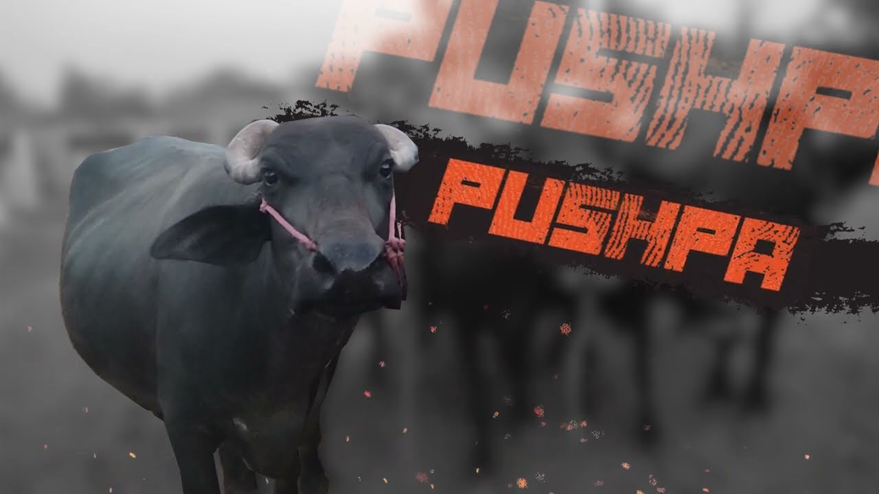 Pushpa Movie Character Introduction || Suspense Goosebumps Entry ...