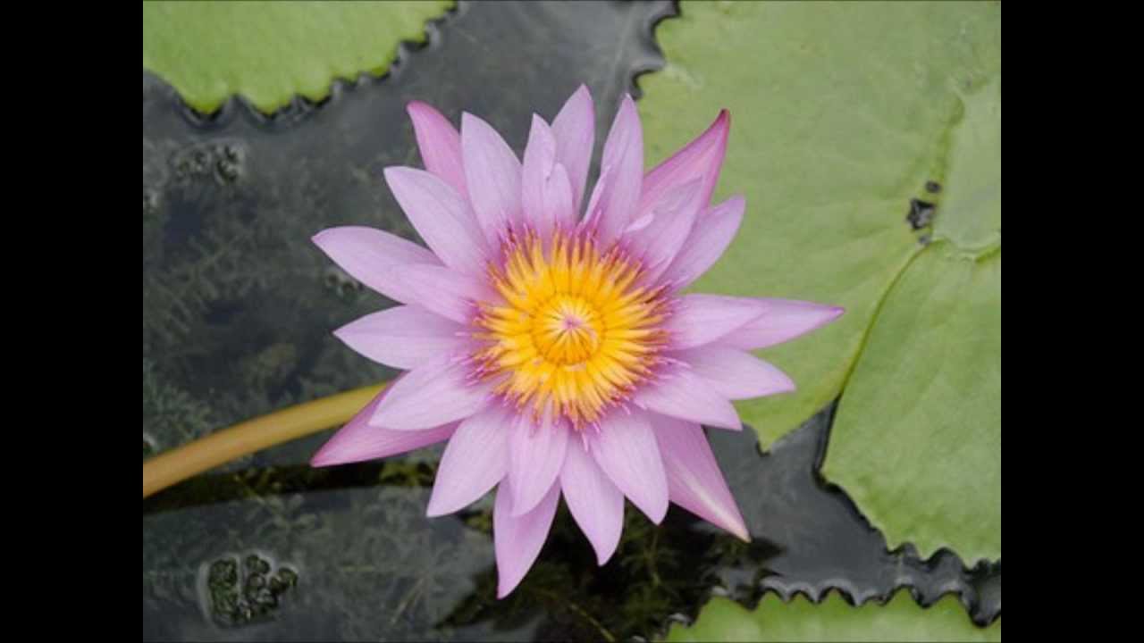 Bloom - Light in the Dark - YouTube