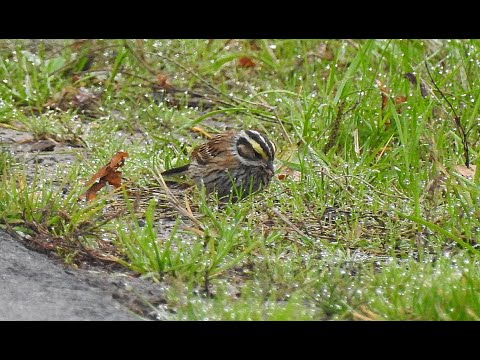 The rare and beautiful Yellow-browed Bunting - Geelbrauwgors - Will ...