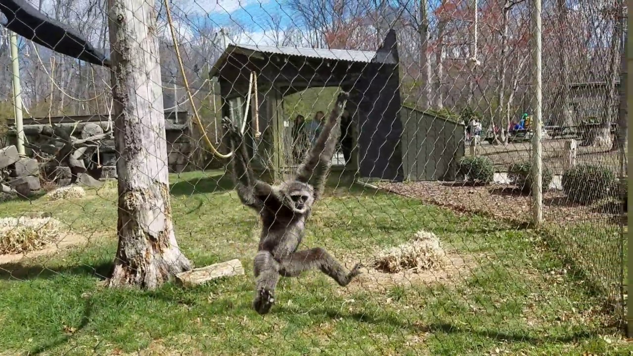Ape swinging - YouTube