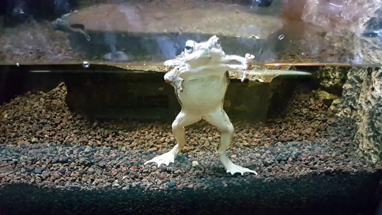 Dhofar Toad at Arabia's Wildlife Centre in Sharjah علجوم ظفار في ...