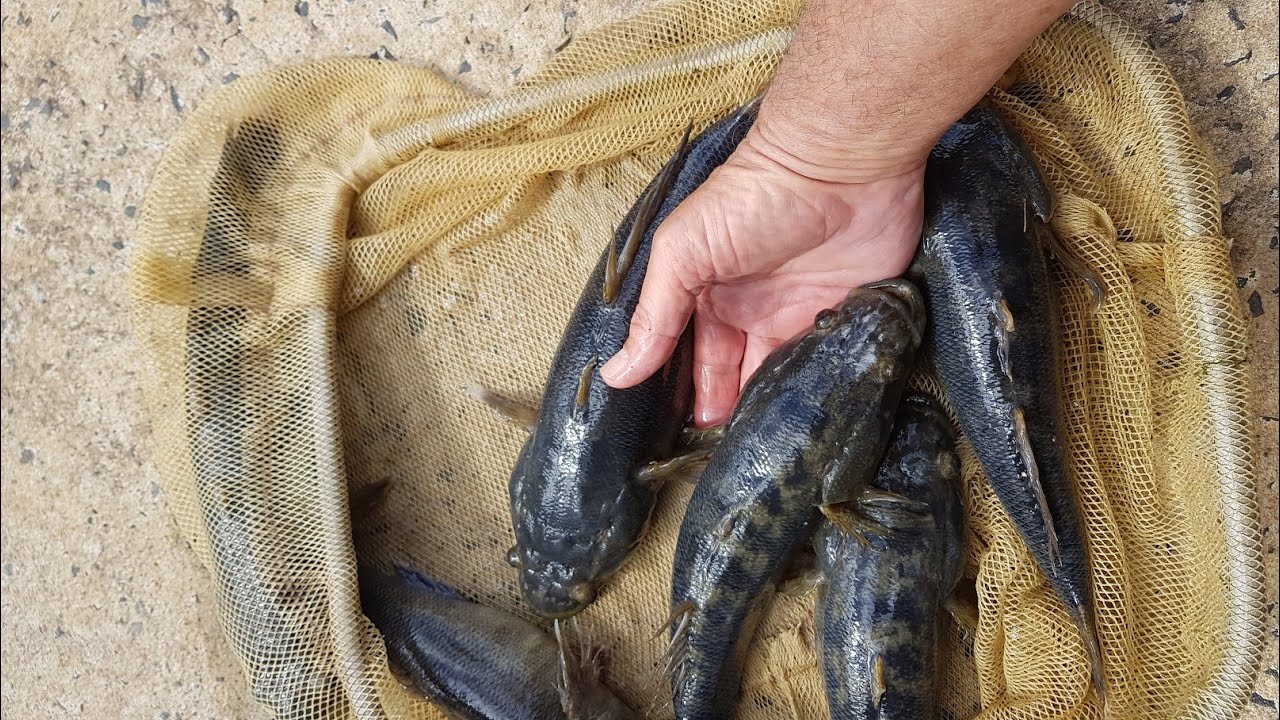 Adult Sleepy Cod known as soon hock in Asia - YouTube