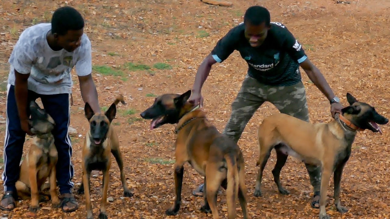 A visit to Todo Perro Kennel | All about the Belgian Malinois - YouTube