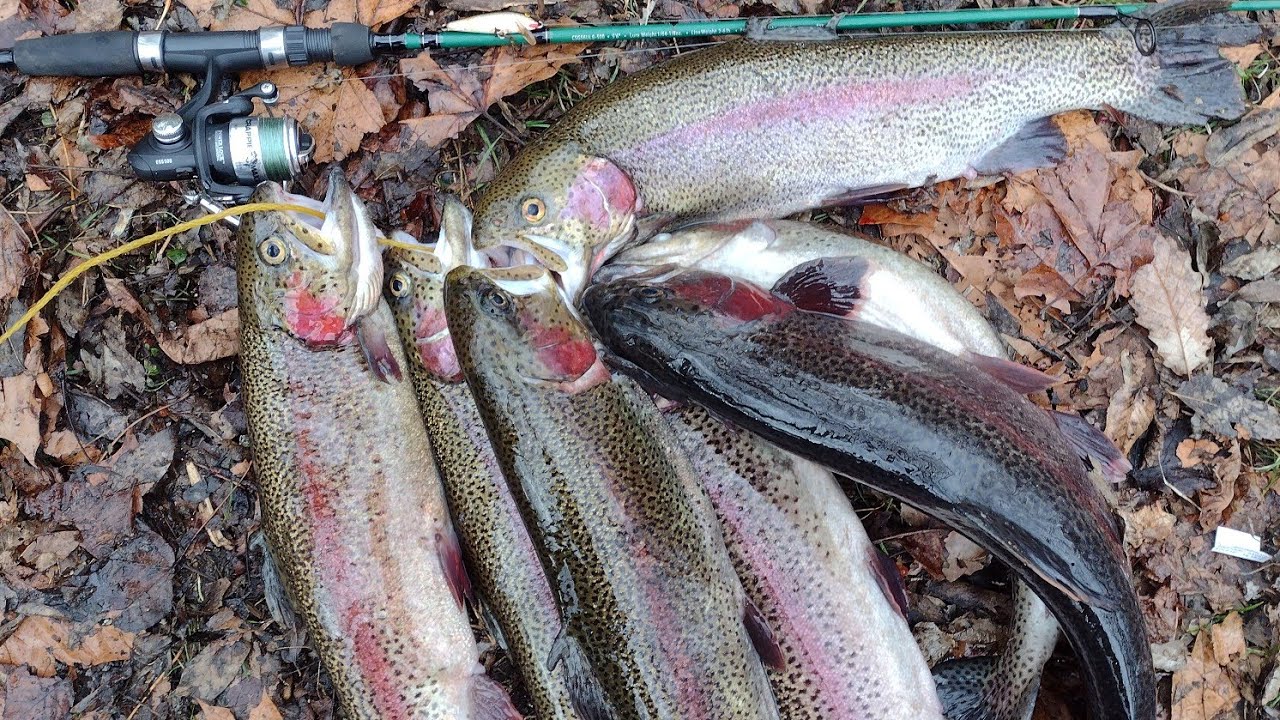 Bank Fishing For BIG Brood Rainbow Trout - YouTube