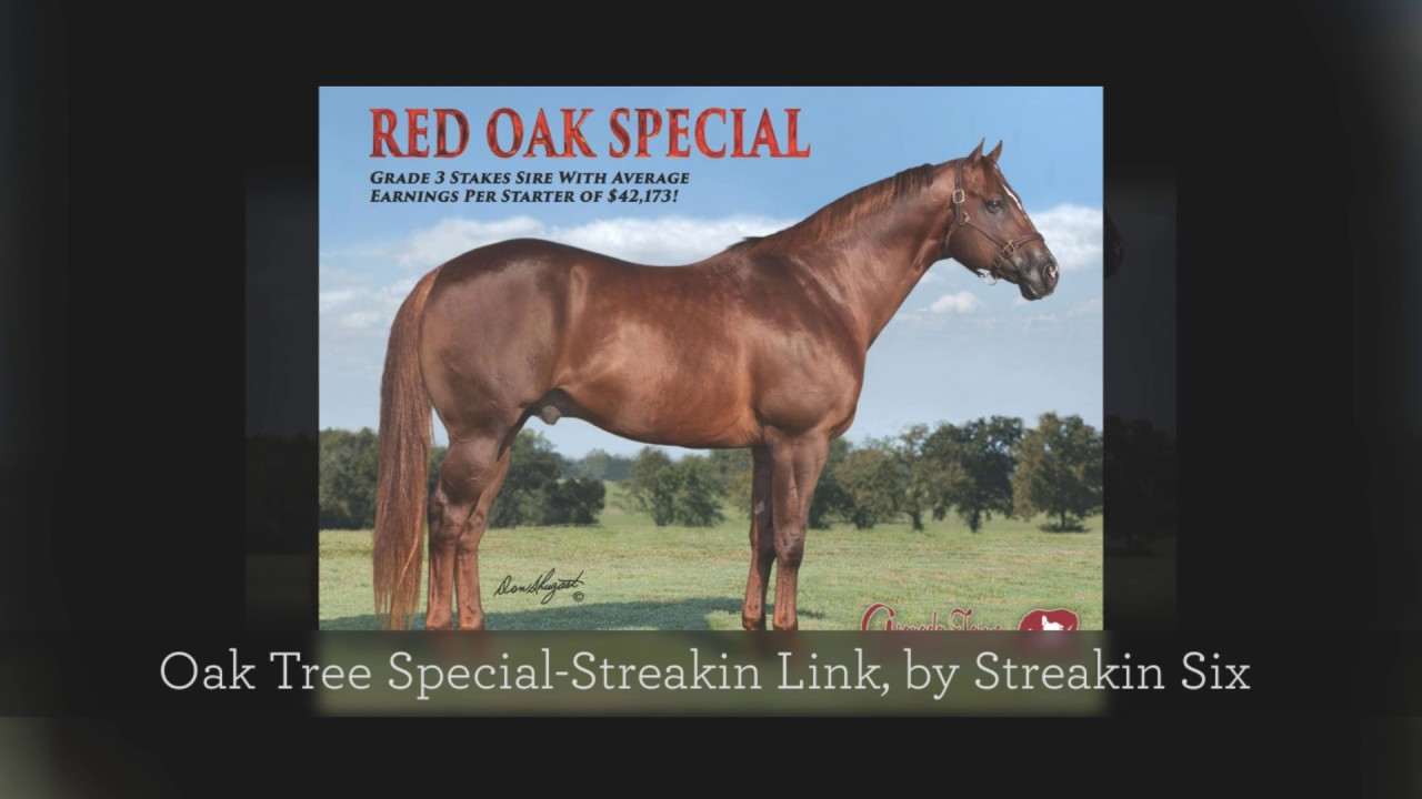 Granada Farms Stallions 1080p - YouTube