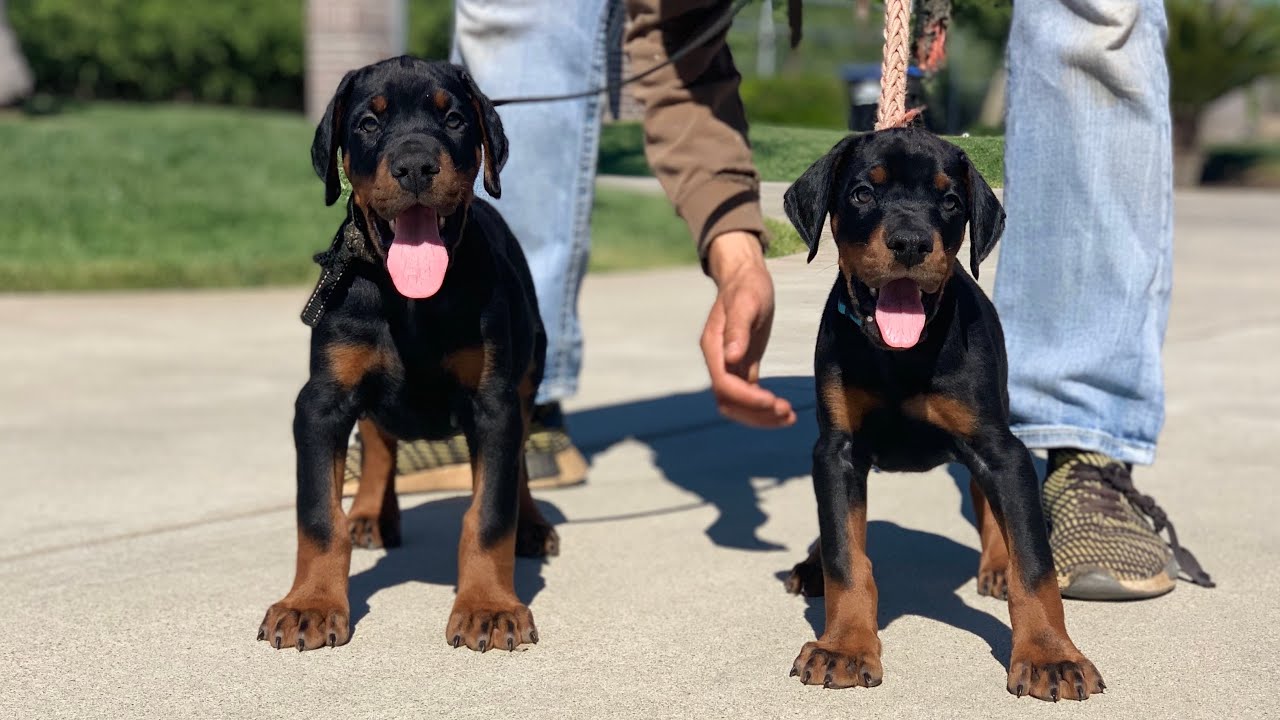 European Doberman Bro’s - YouTube