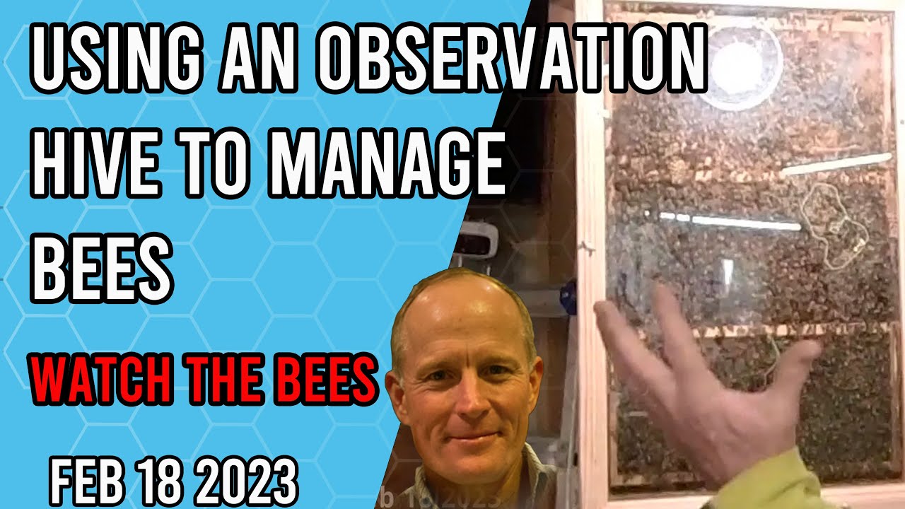 Using an Observation Hive to Manage your Bees - Jacksonville FL Zone 9a - YouTube