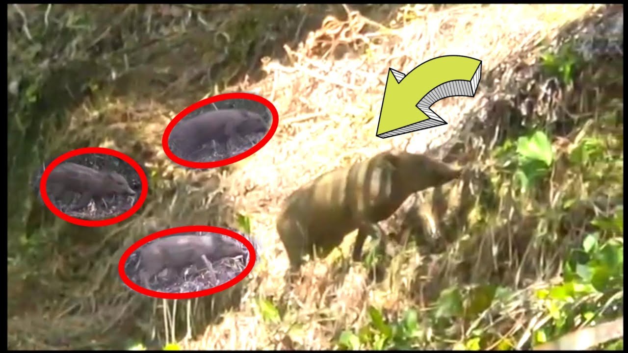 SEGEROMBOLAN BABI HUTAN DI KEBUN MENCARI MAKAN ‼️ Wild boar hunting ...
