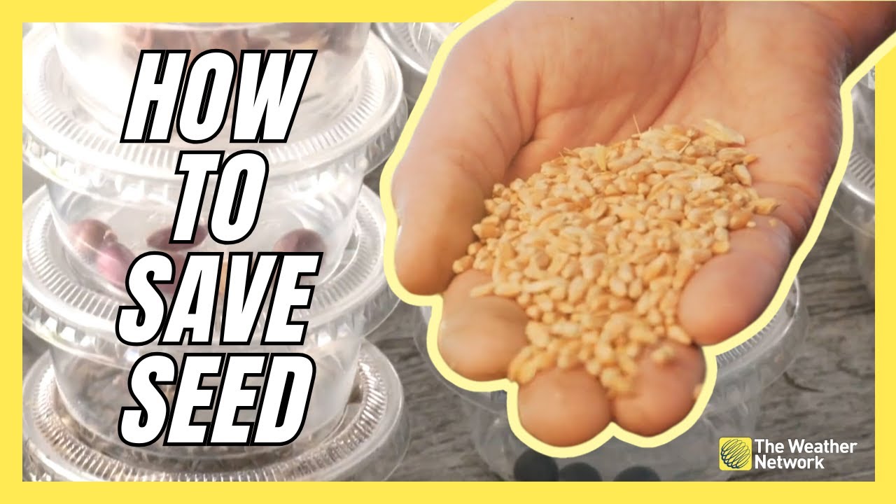 How to Save Seeds From Your Garden to Grow Next Season - YouTube