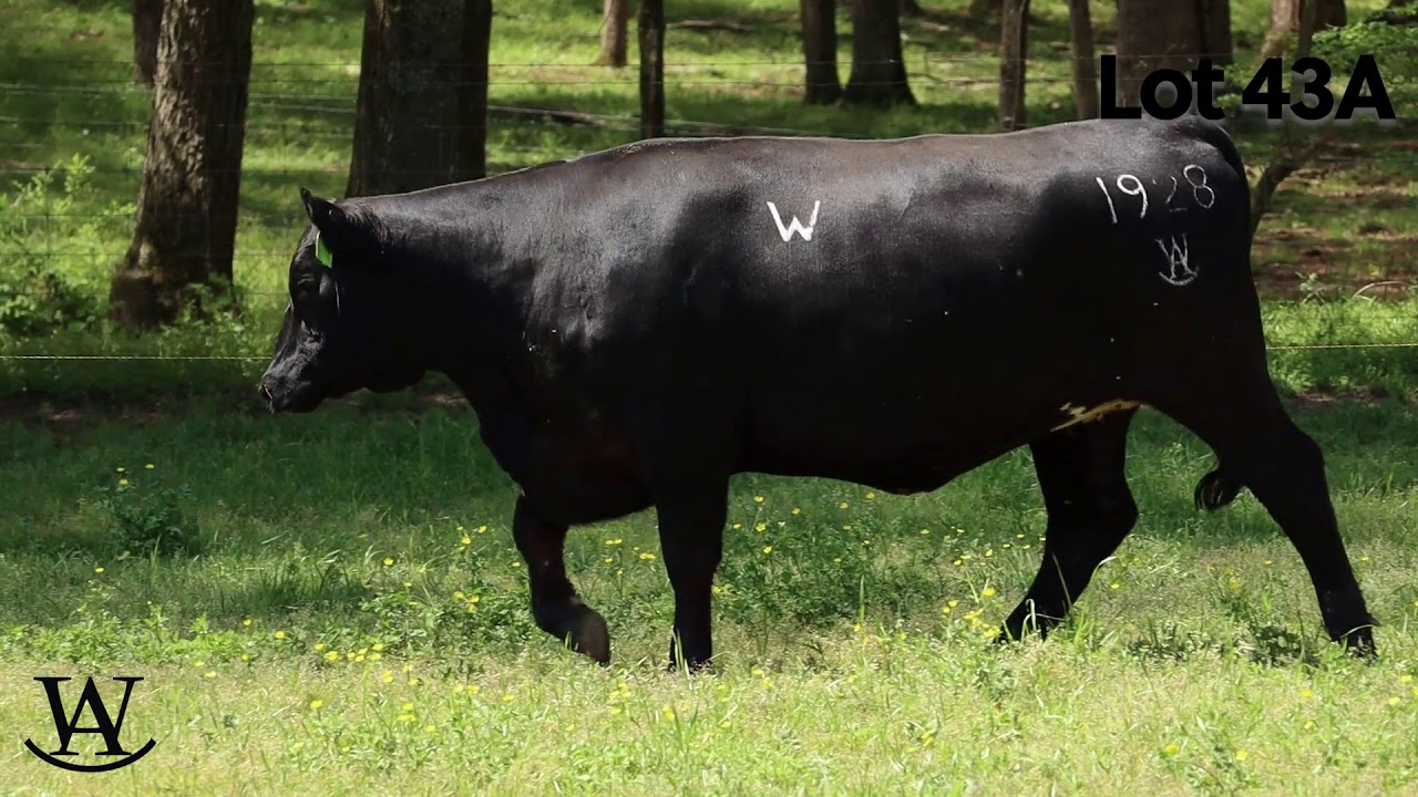 Rocking W Angus Lot 43A - YouTube
