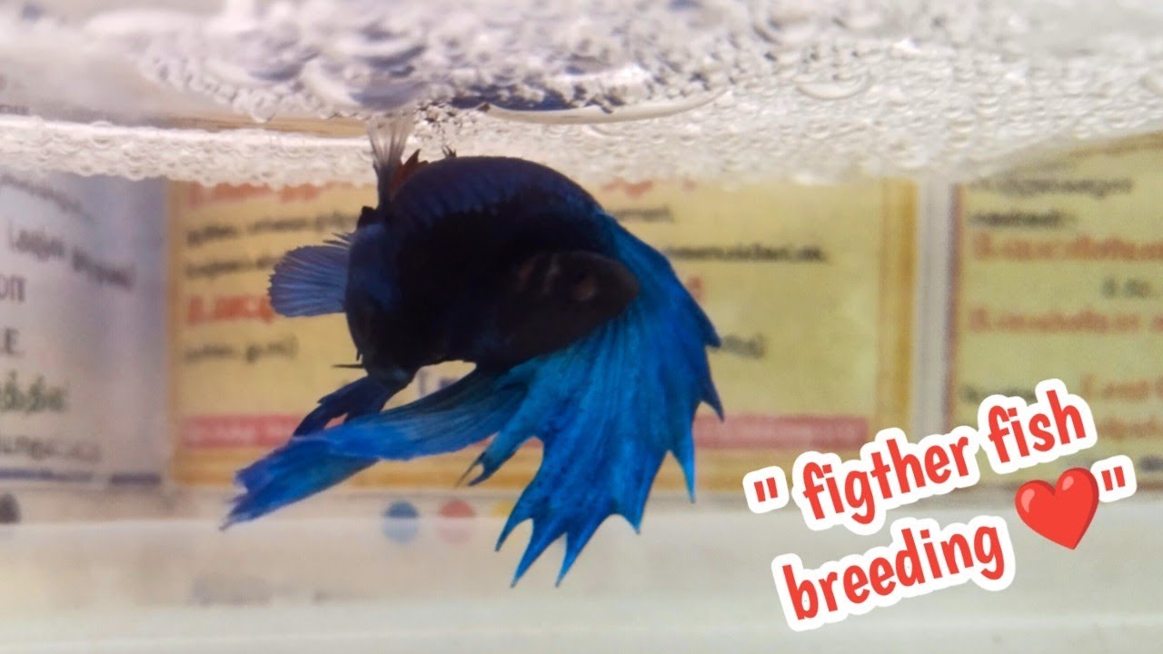 how to breed your figther fish /clear explanation /K.T Aquarium 2.O ...