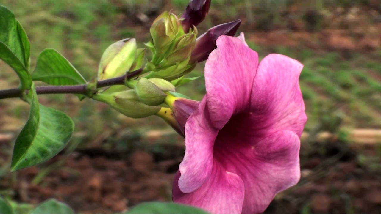 Allamanda blanchetii or Rubber vine / purple allamanda - YouTube