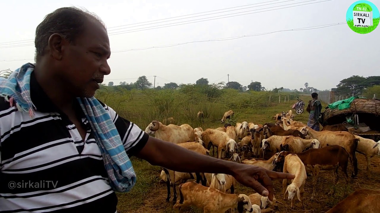 செம்மறி ஆடுகளை 10 ஆண்டுகளுக்கு மேலாக இலாபகரமாக வளர்த்து வரும் விவசாயி ...