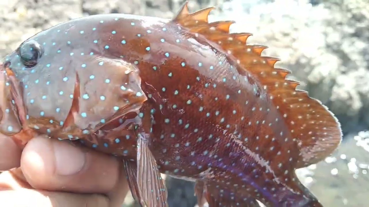 Ep.#13 MARABUT SAMAR FISHING ADVENTURE🎣🐟 - YouTube