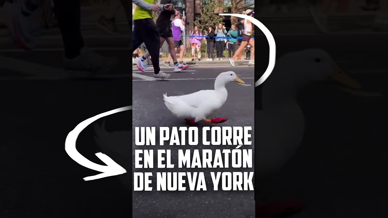 Un PATO CORRE en el MARATÓN de Nueva York | Valentí Sanjuan #shorts ...