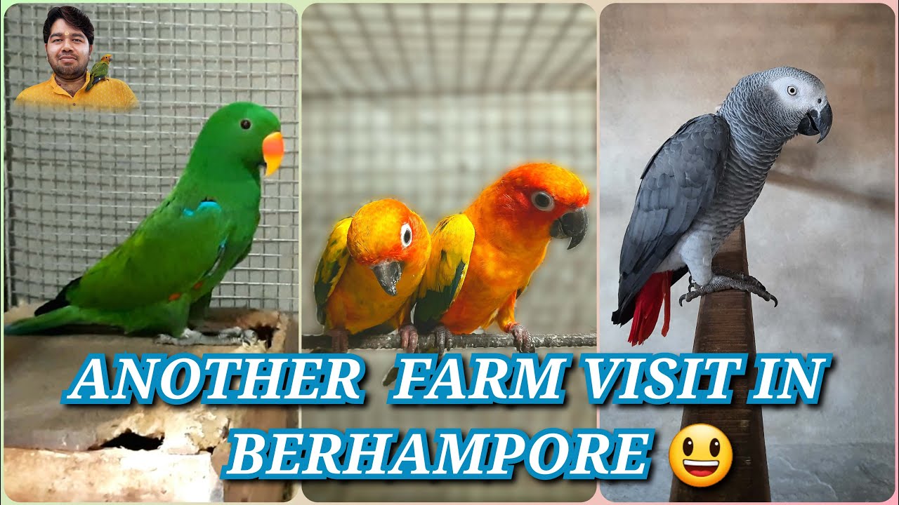 ANOTHER FARM VISIT IN BERHAMPORE || #sunconure #lovebirds #greyparrot # ...
