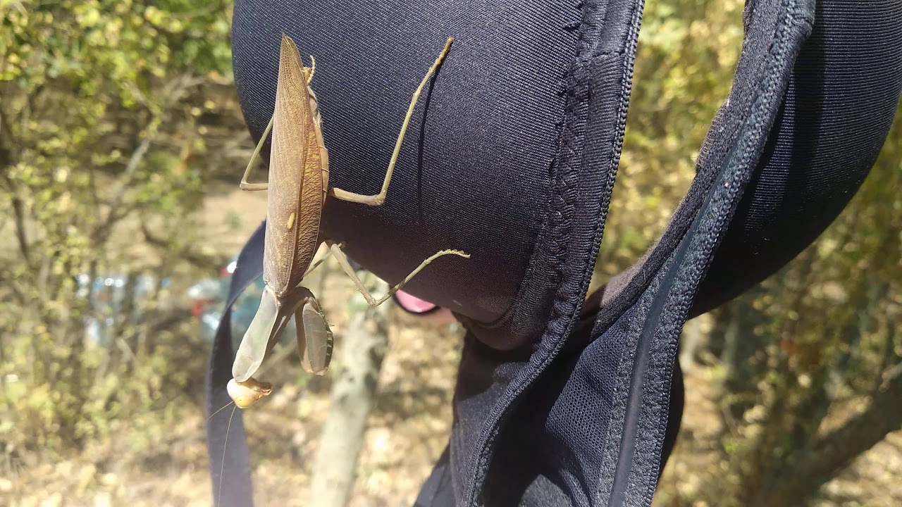 Praying mantis sleeping on a bra) - YouTube