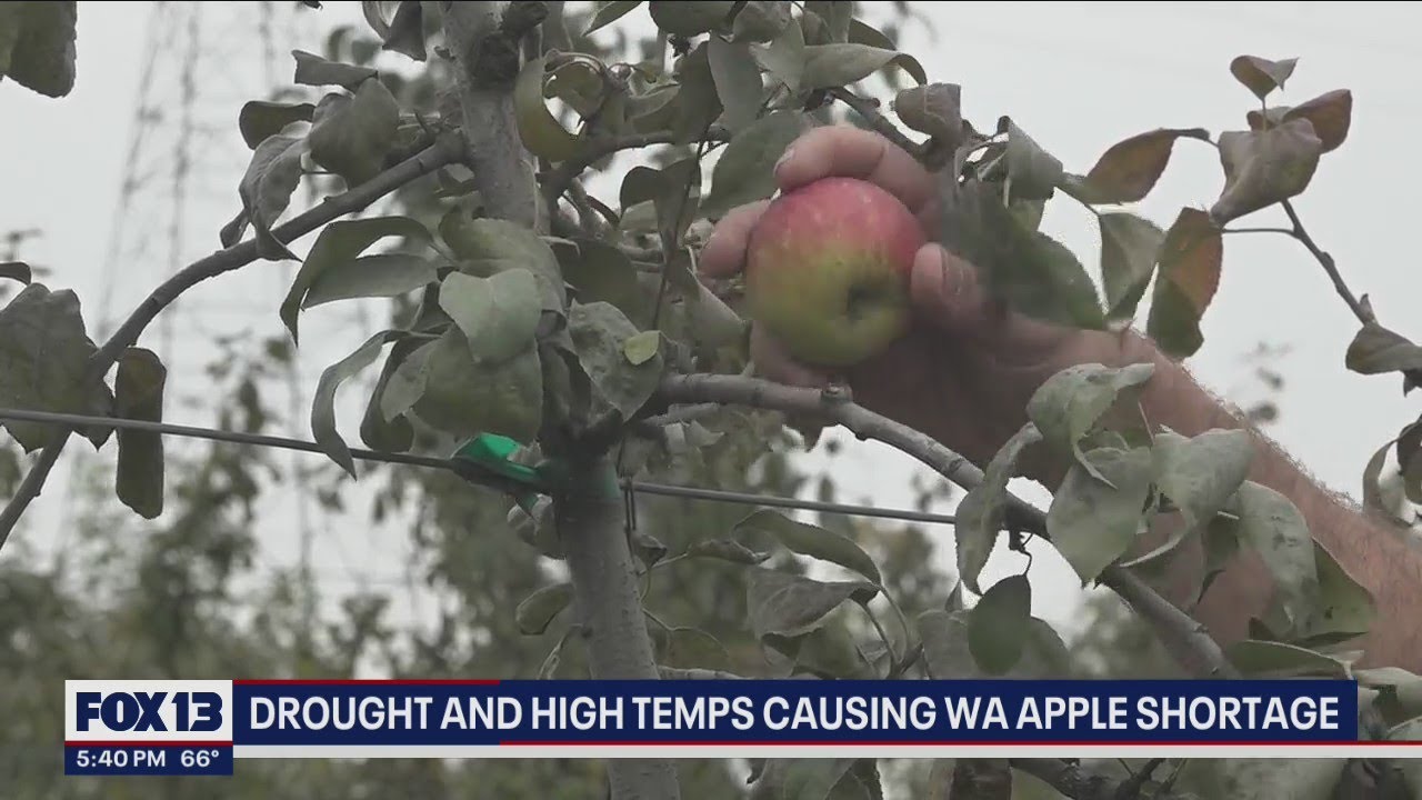 Drought and high temps impacting Washington's apple crop | FOX 13 ...