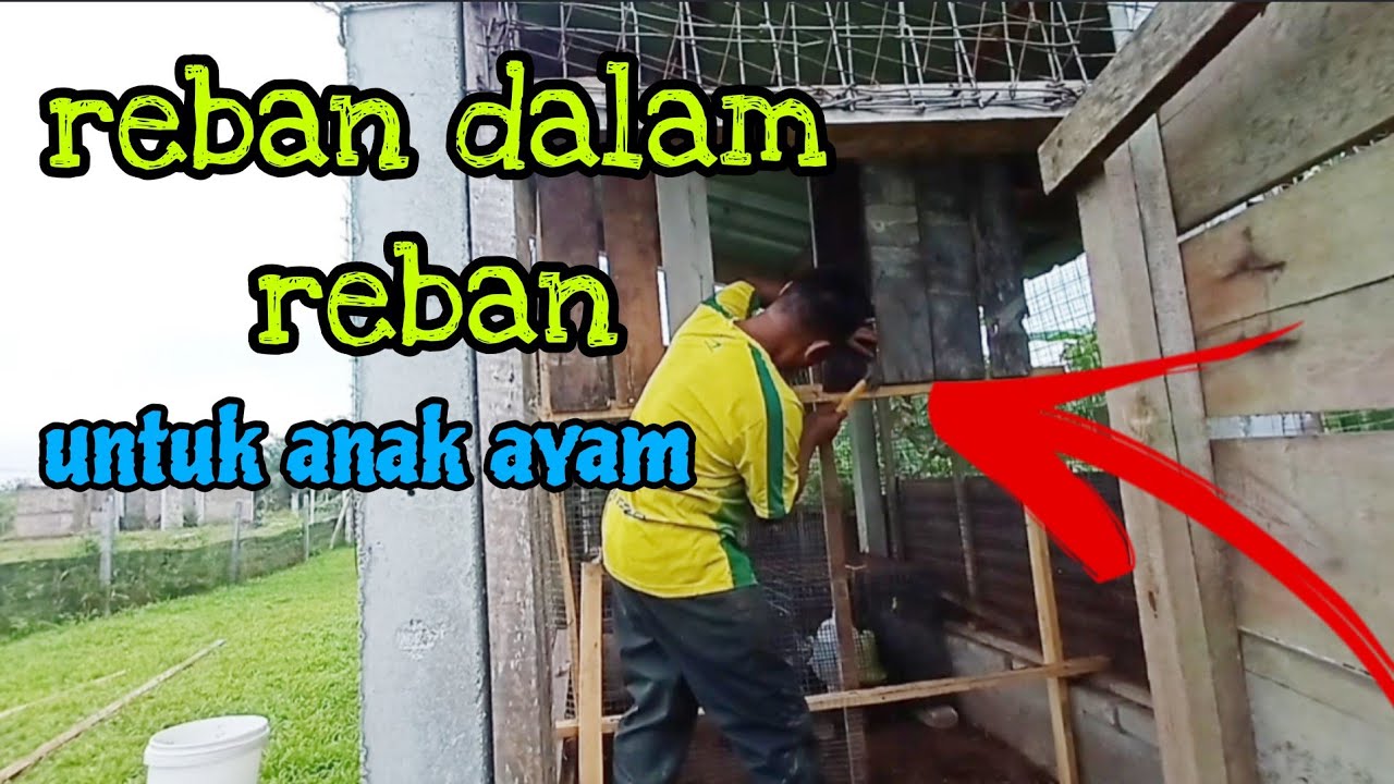 [Episod1481] pak long siapkan 'reban dalam reban' untuk anak² bakal ...