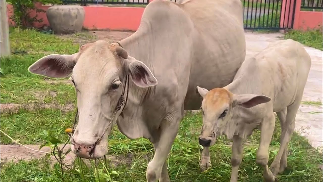 Mother and Calf - YouTube