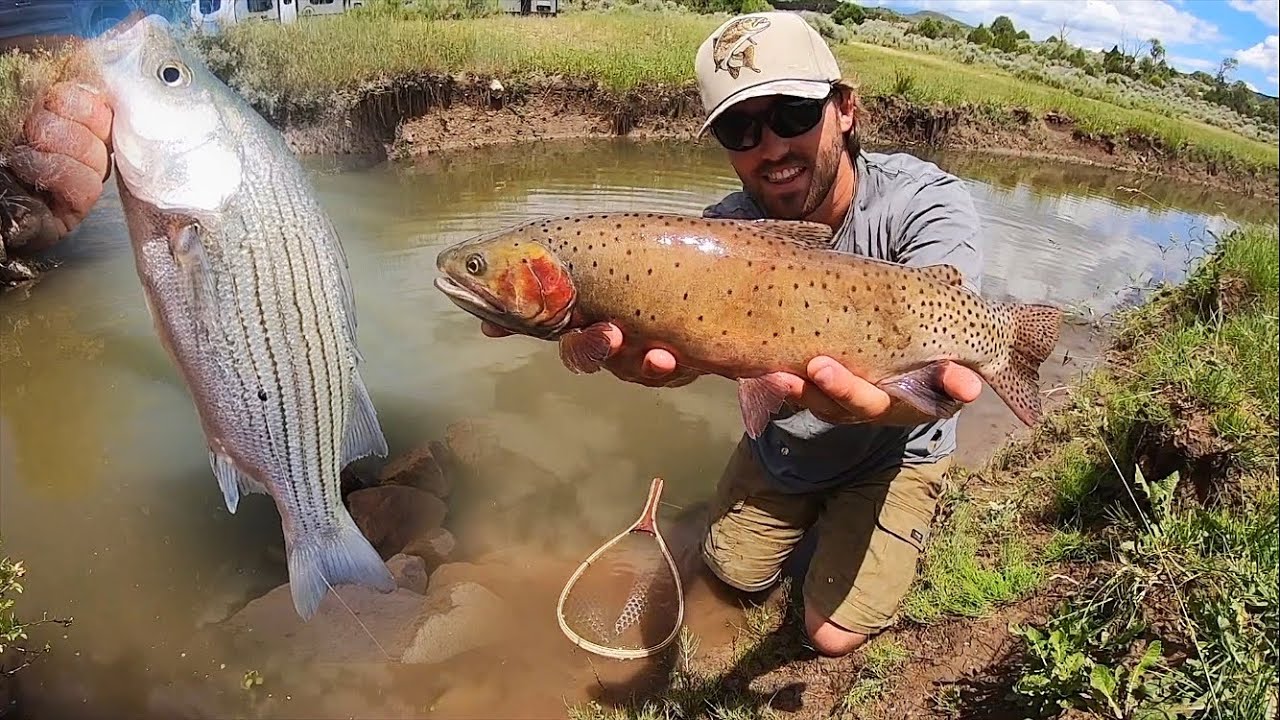 Chasing BIG Trout in the Creek + BASS Catch & Cook!! - YouTube