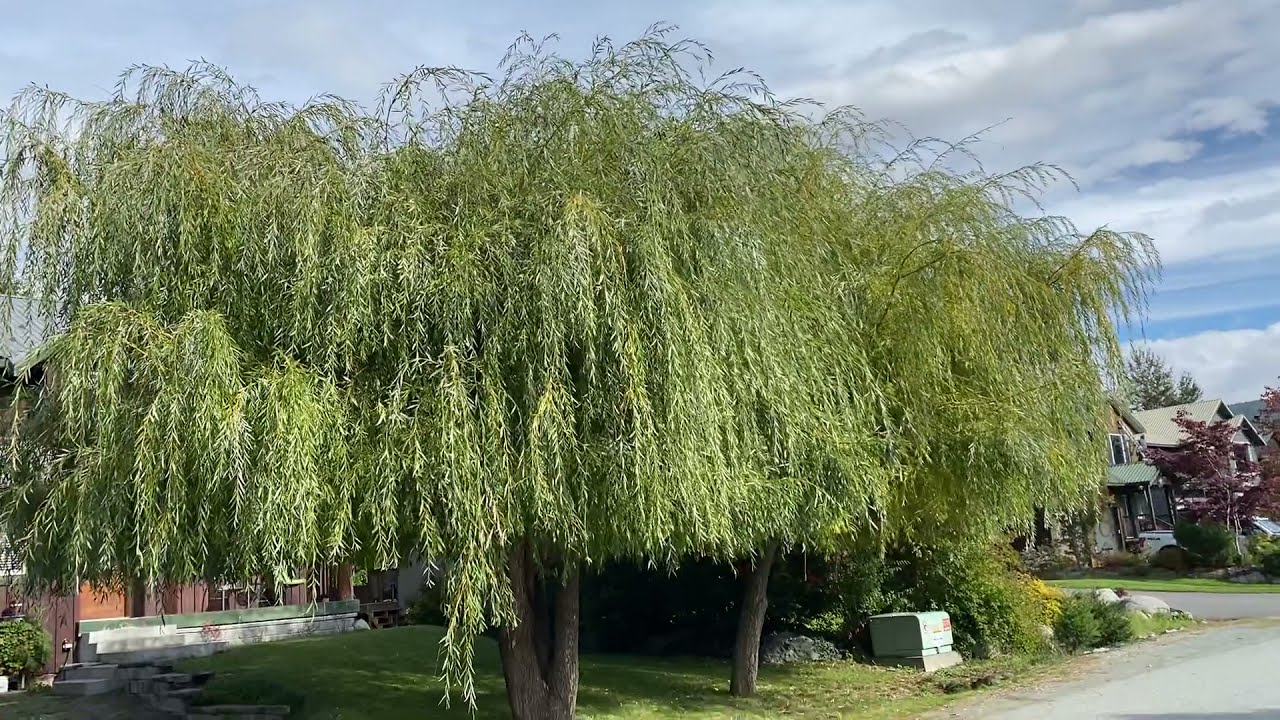The Willow tree! - YouTube